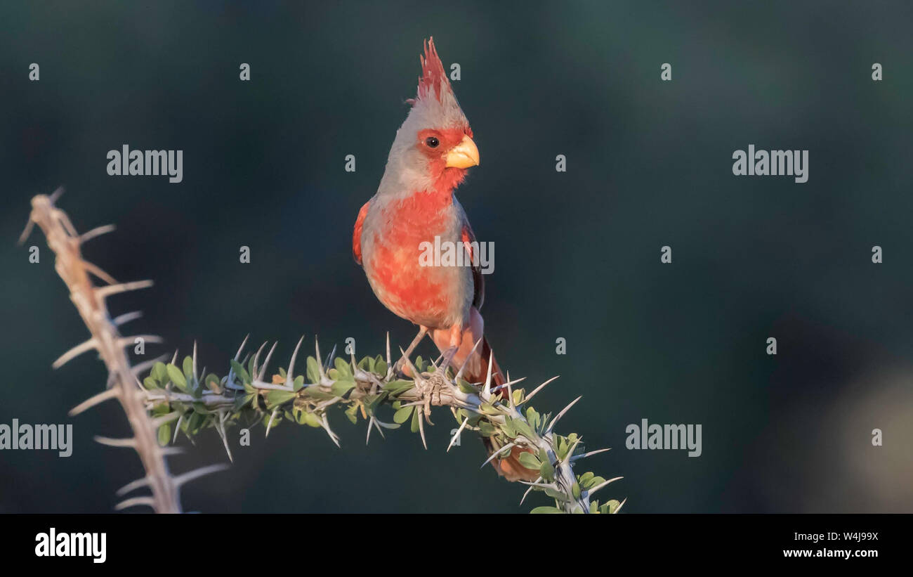 Desert cardinal hi-res stock photography and images - Alamy