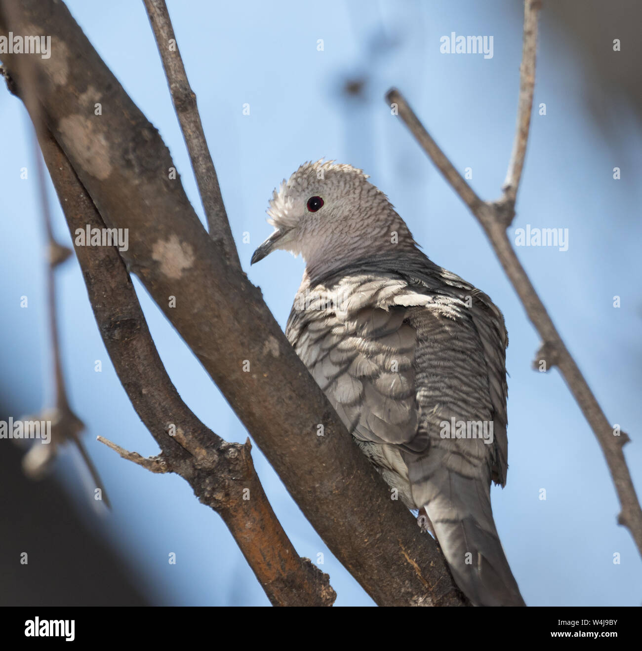 An Inca Dove in Arizona Stock Photo - Alamy