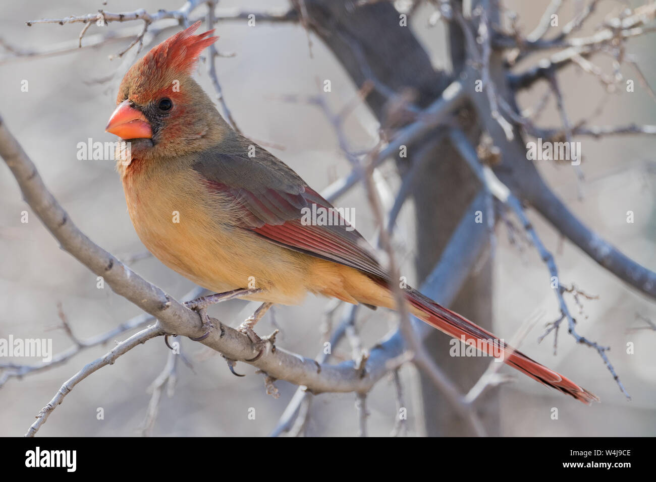 Female Northern Cardinal in Arizona Stock Photo - Alamy