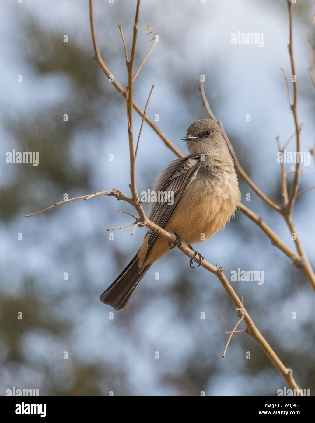 Scarlet flycatcher hi-res stock photography and images - Alamy
