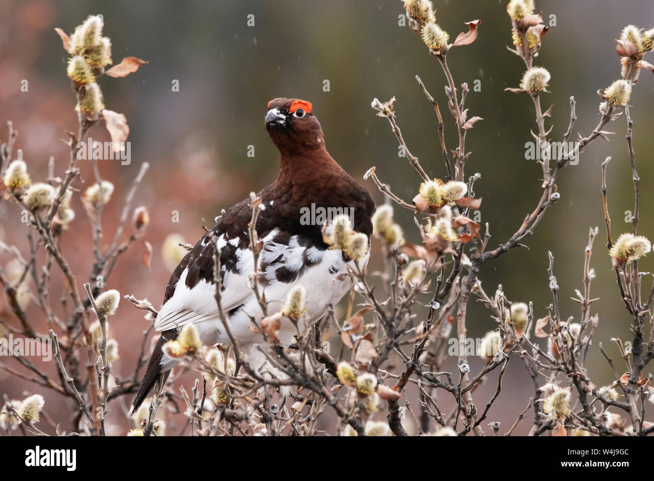 Birds of the arctic hi-res stock photography and images - Alamy