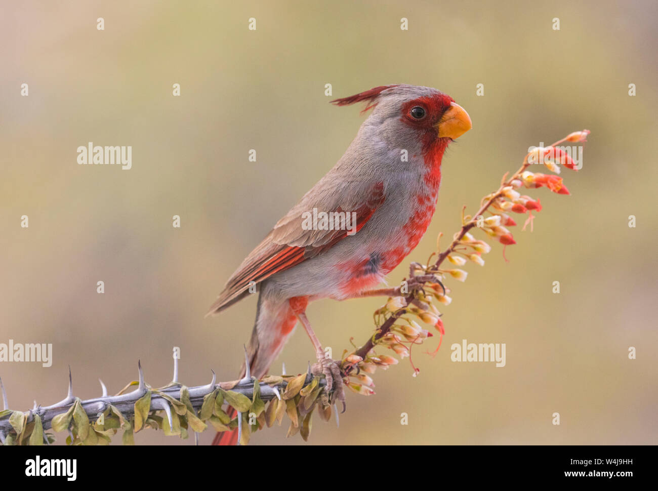 Desert cardinal hi-res stock photography and images - Alamy