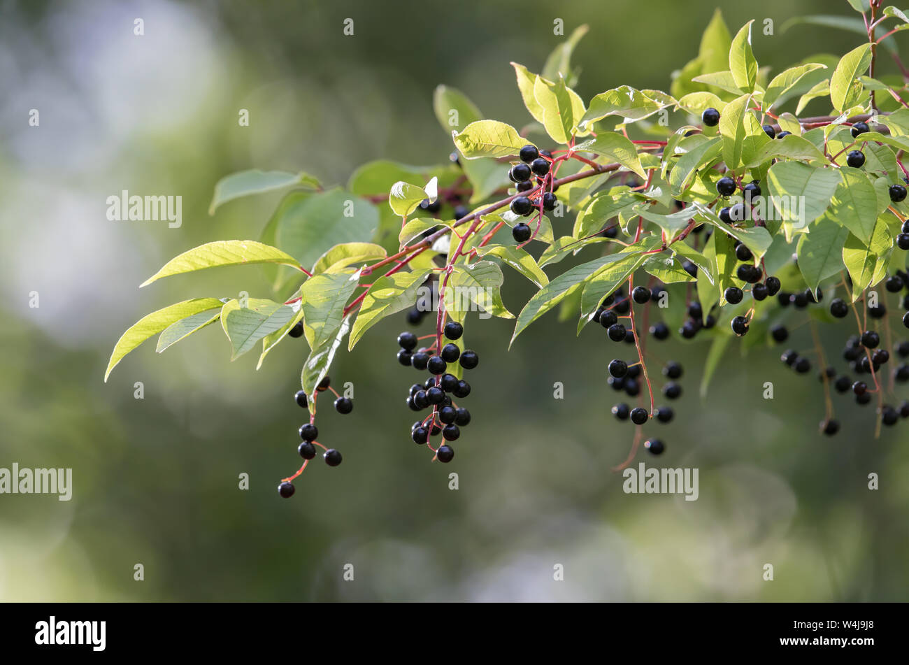 Virginia chokecherry hi-res stock photography and images - Alamy