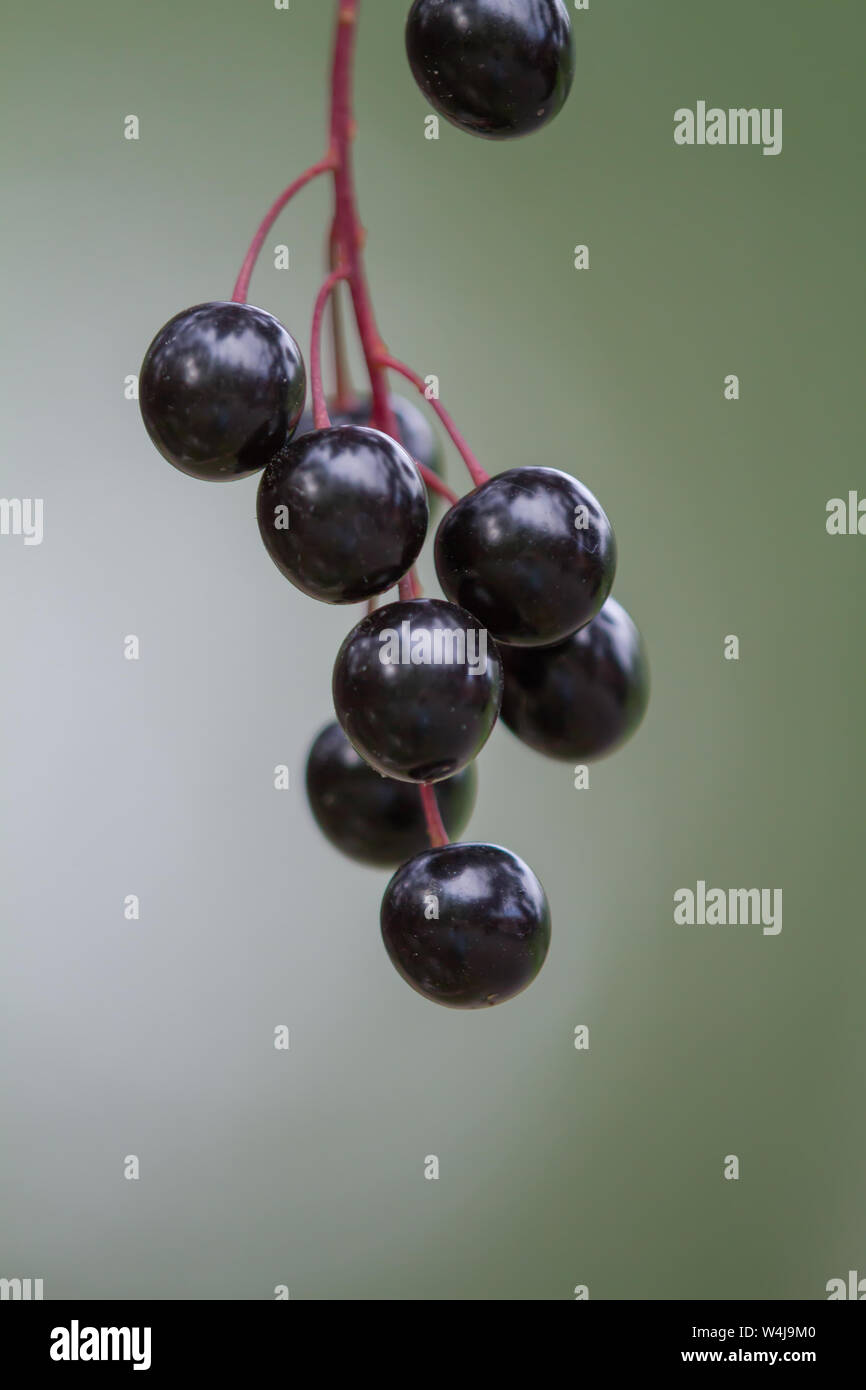 Chokecherry Tree Identification
