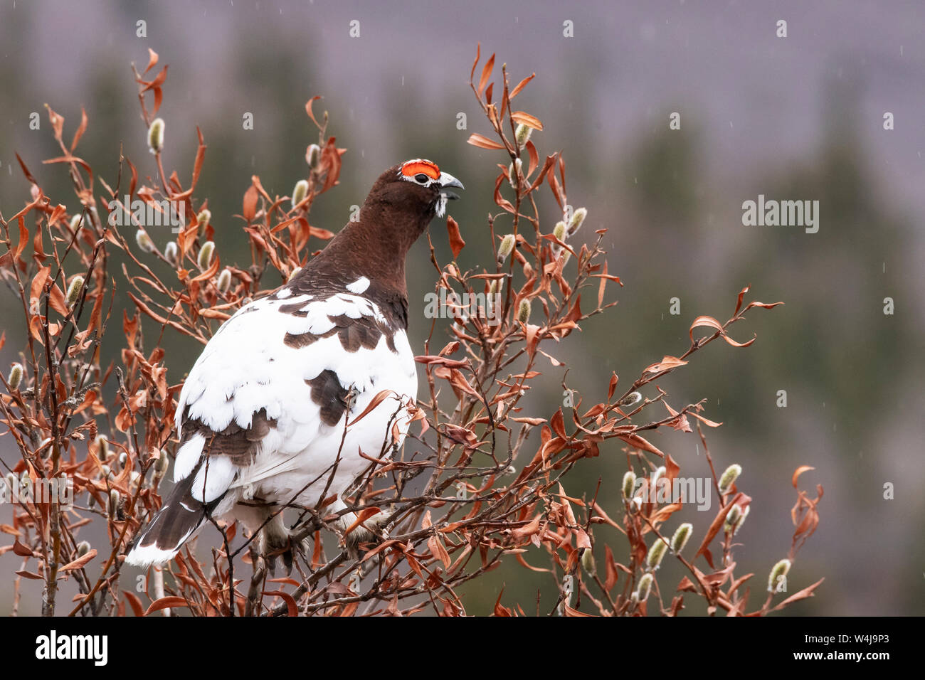 North America; United States; Alaska; Wildlife; Birds; Upland Birds ...