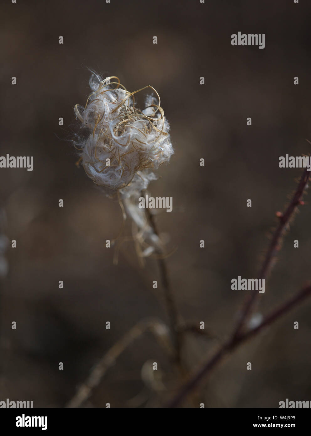 Alaska fall fireweed hi-res stock photography and images - Alamy
