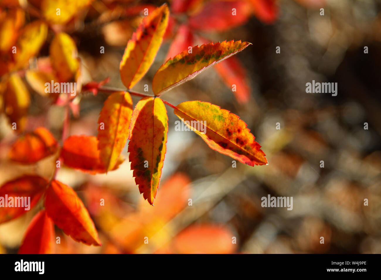 Shrub with colorful autumn leaves hi-res stock photography and images ...