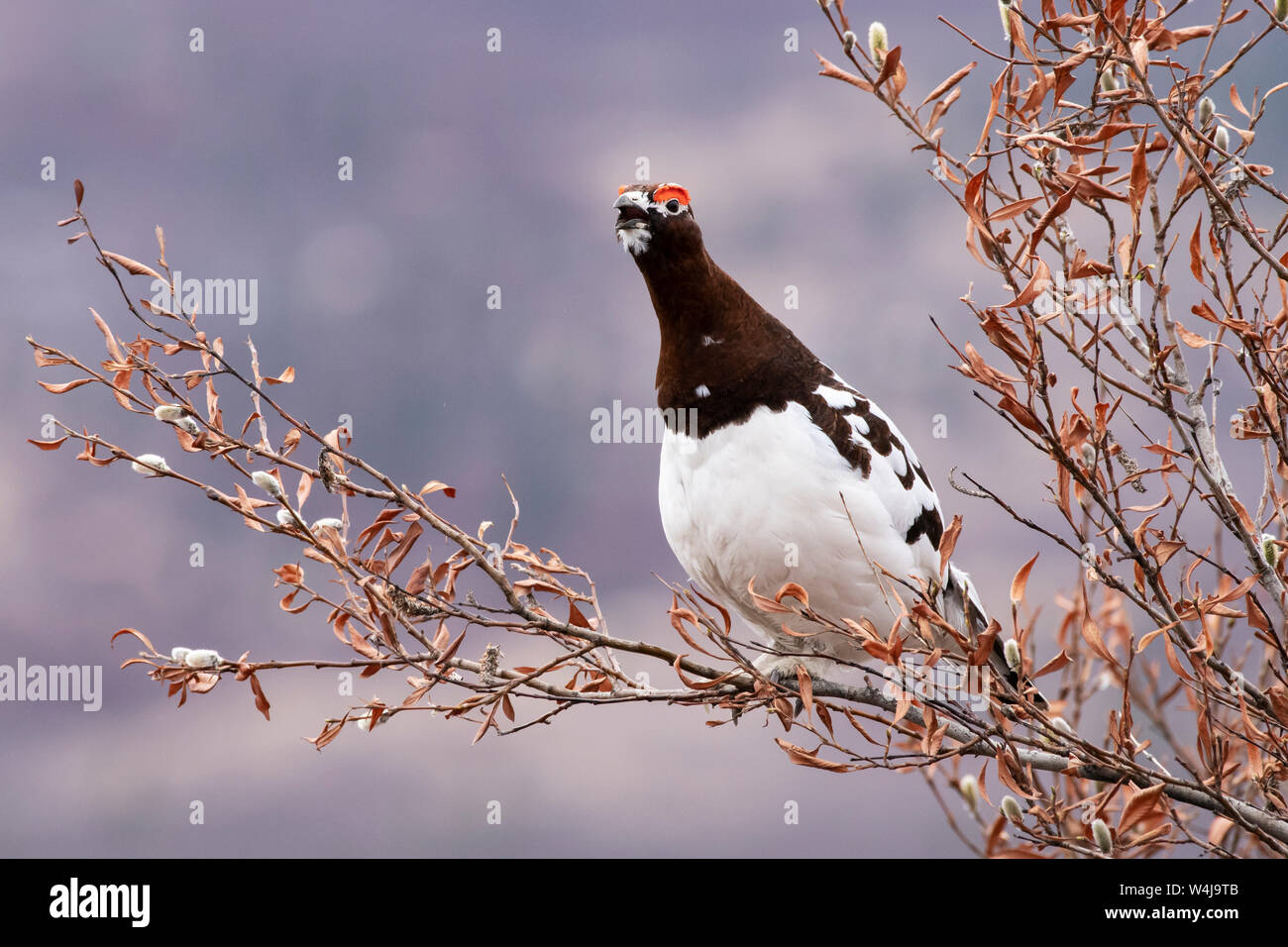 North America; United States; Alaska; Wildlife; Birds; Upland Birds ...