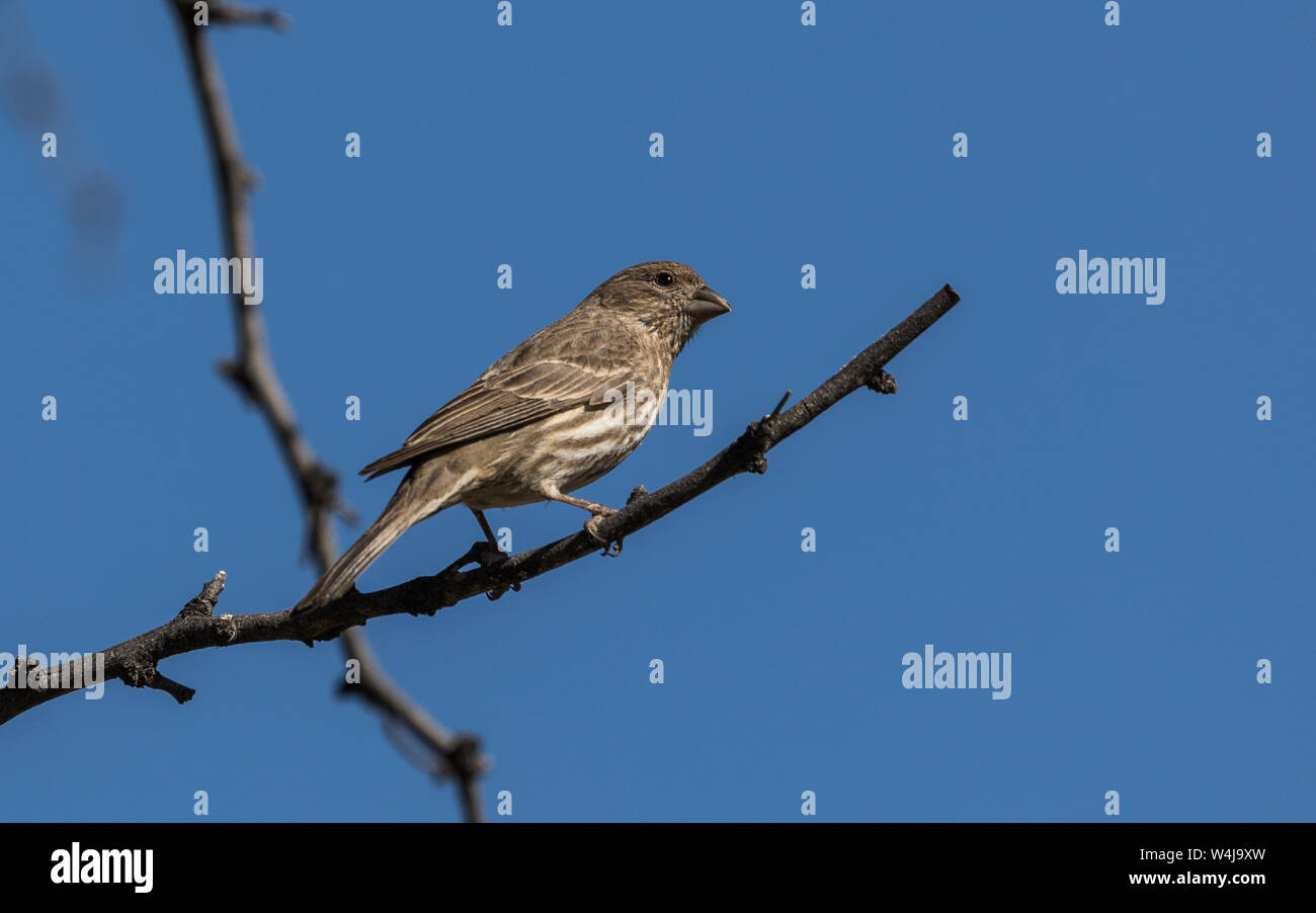 Female House Finch in Arizona Stock Photo - Alamy