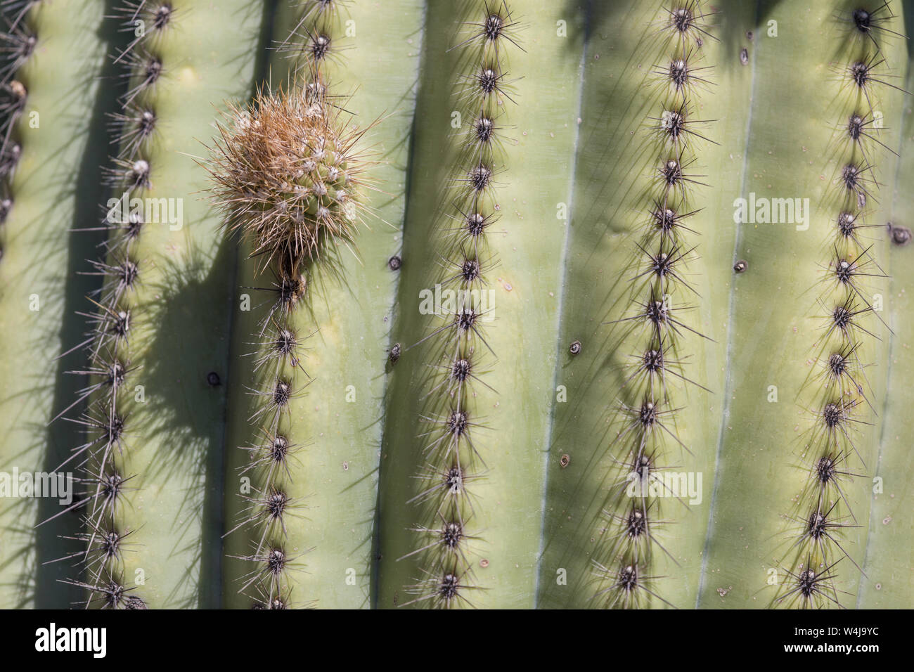 Tree like cactus hi-res stock photography and images - Alamy
