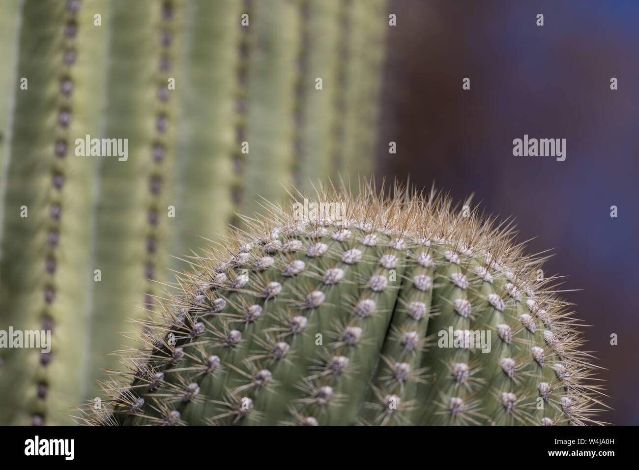 Tree like cactus hi-res stock photography and images - Alamy