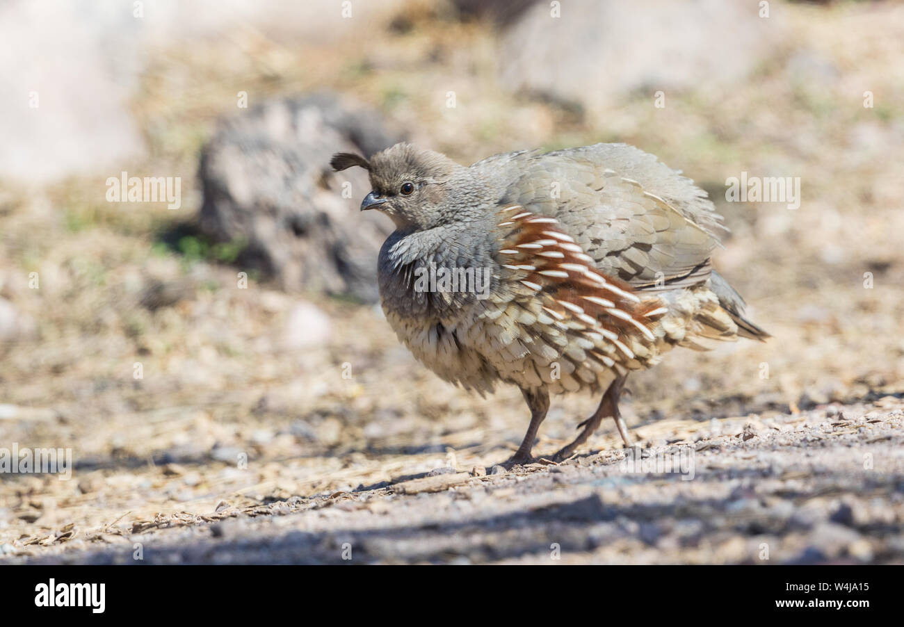 Female quail hi-res stock photography and images - Alamy