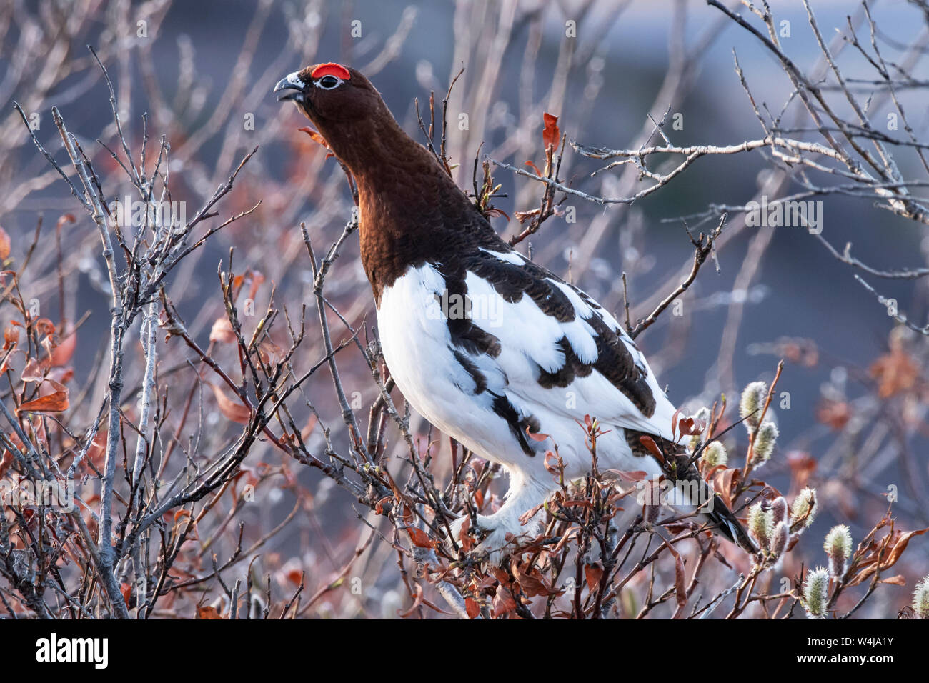 North America; United States; Alaska; Wildlife; Birds; Upland Birds ...