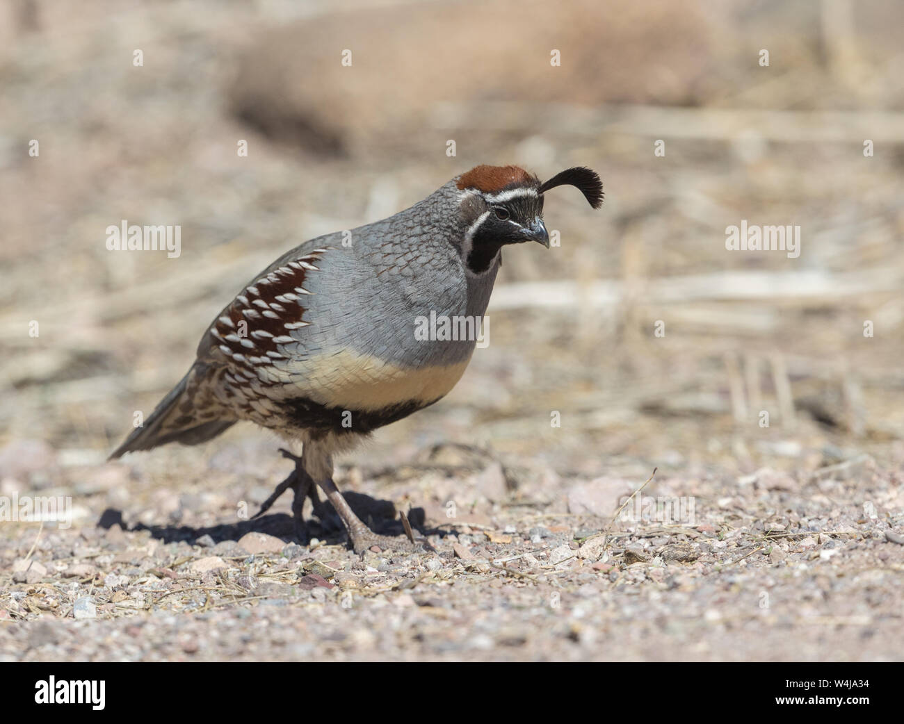 Top knot male hi-res stock photography and images - Alamy