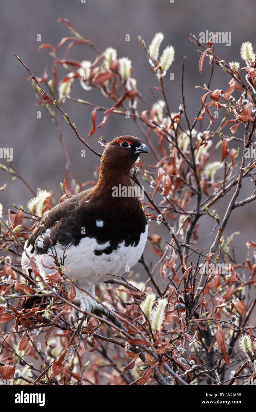 North America; United States; Alaska; Wildlife; Birds; Upland Birds ...