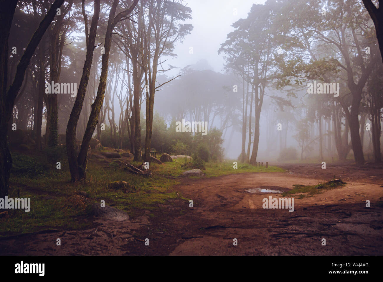 The mystical fog of the Sintra forest, Portugal Stock Photo - Alamy
