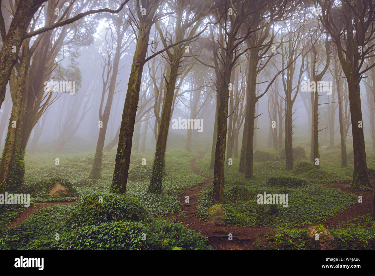 The mystical fog of the Sintra forest, Portugal Stock Photo - Alamy