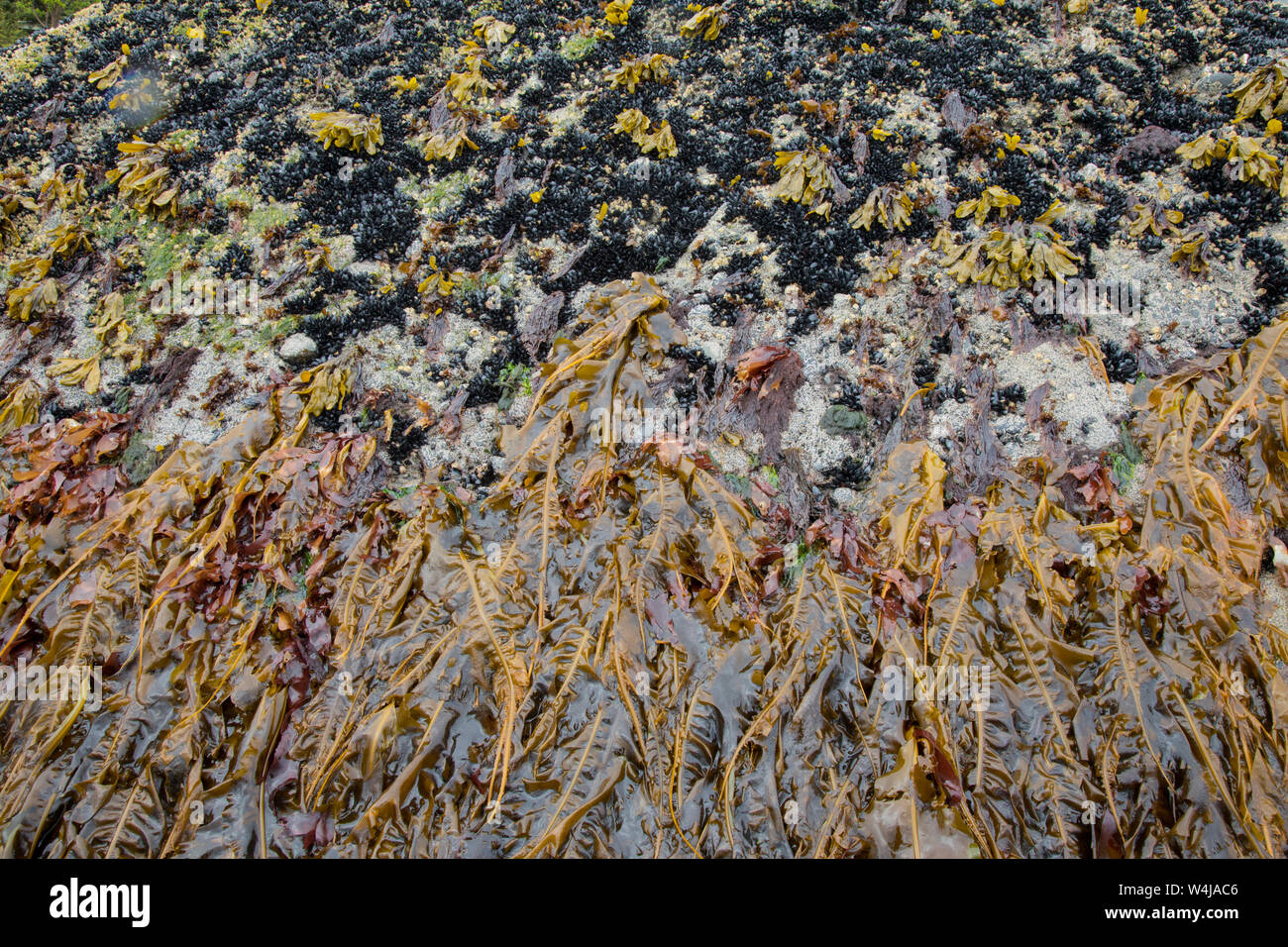 Tide pool alaska hi-res stock photography and images - Alamy