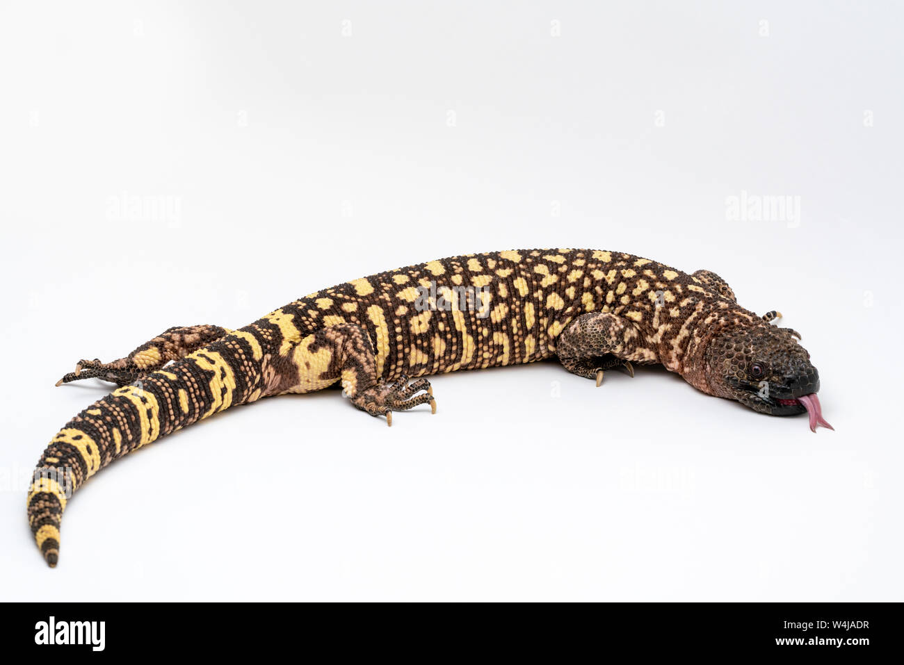 Mexican Beaded Lizard Heloderma horridum on white background Stock ...