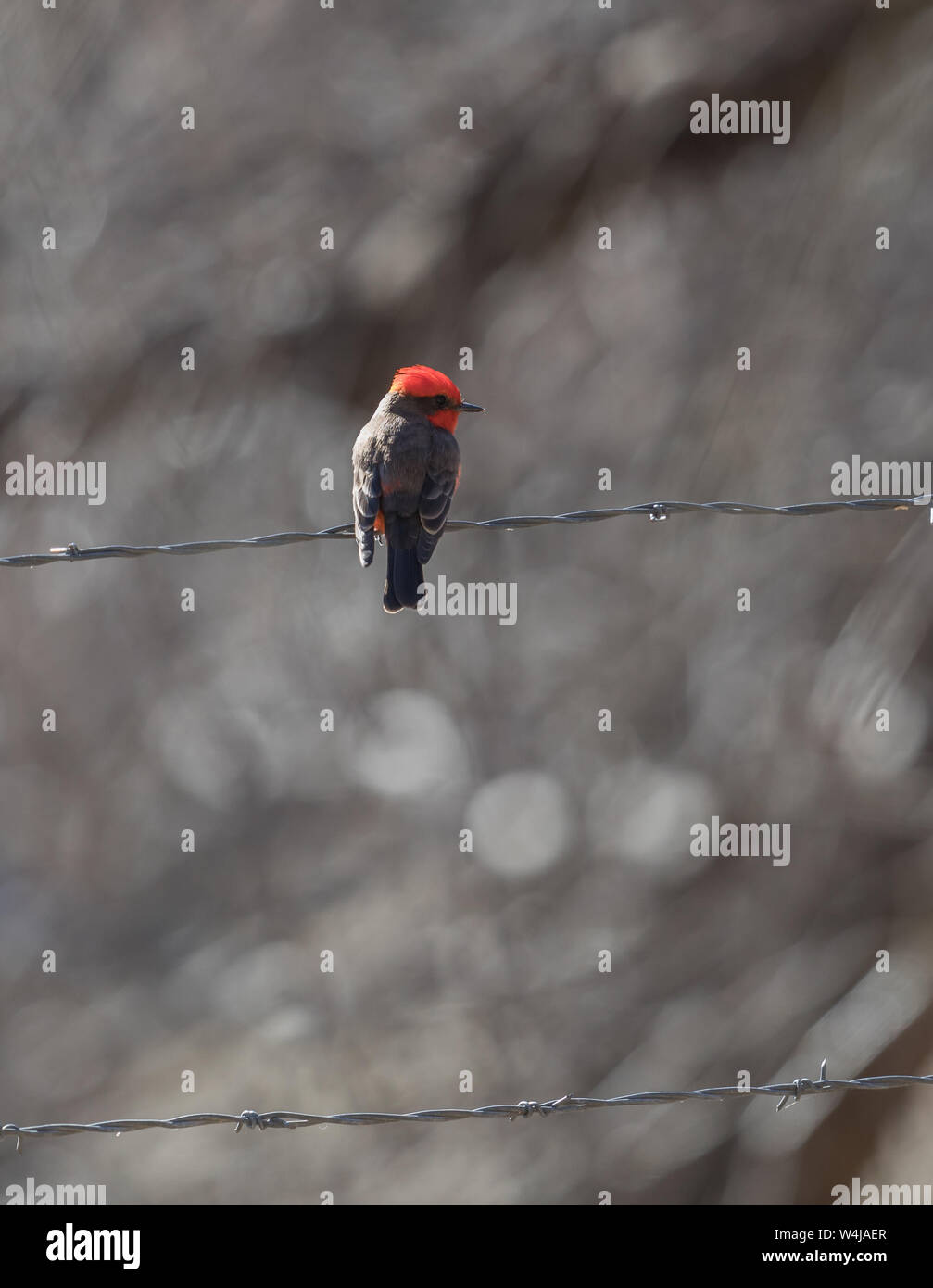 Scarlet flycatcher hi-res stock photography and images - Alamy