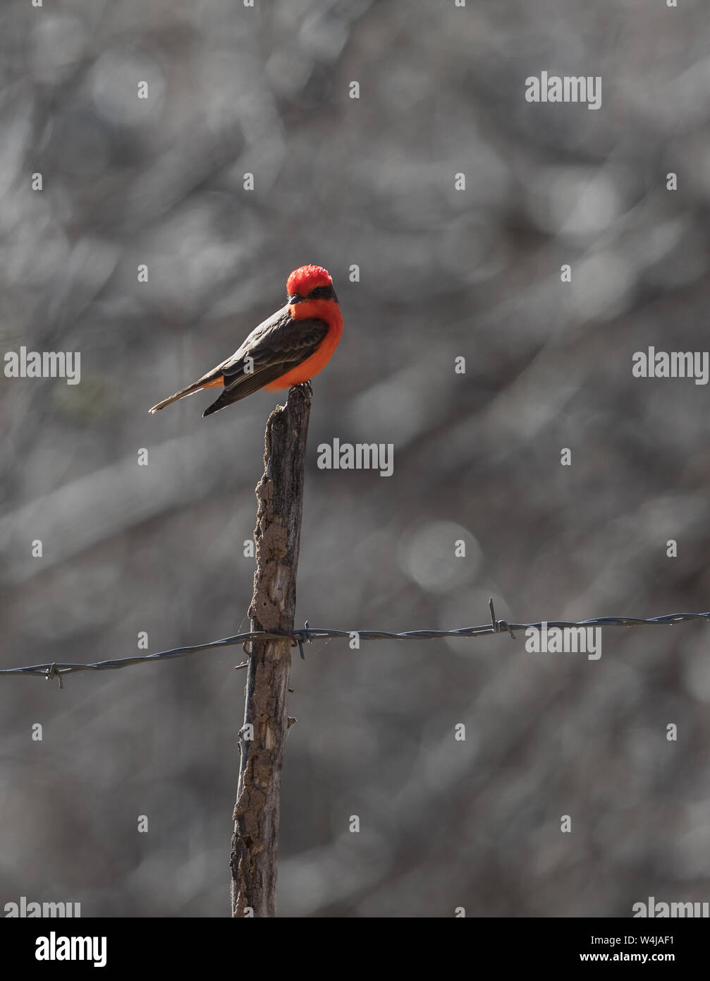 Scarlet flycatcher hi-res stock photography and images - Alamy
