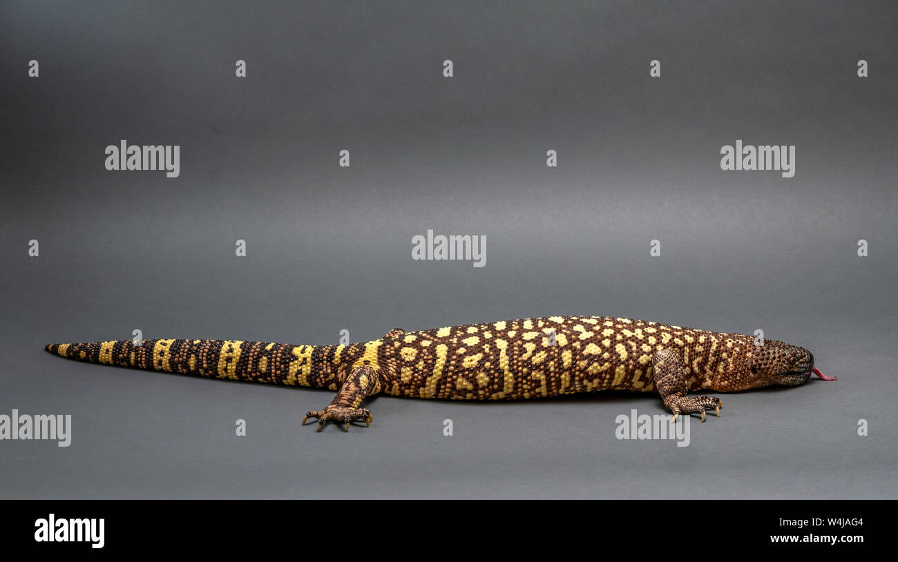 Mexican Beaded Lizard Heloderma horridum on white background Stock ...
