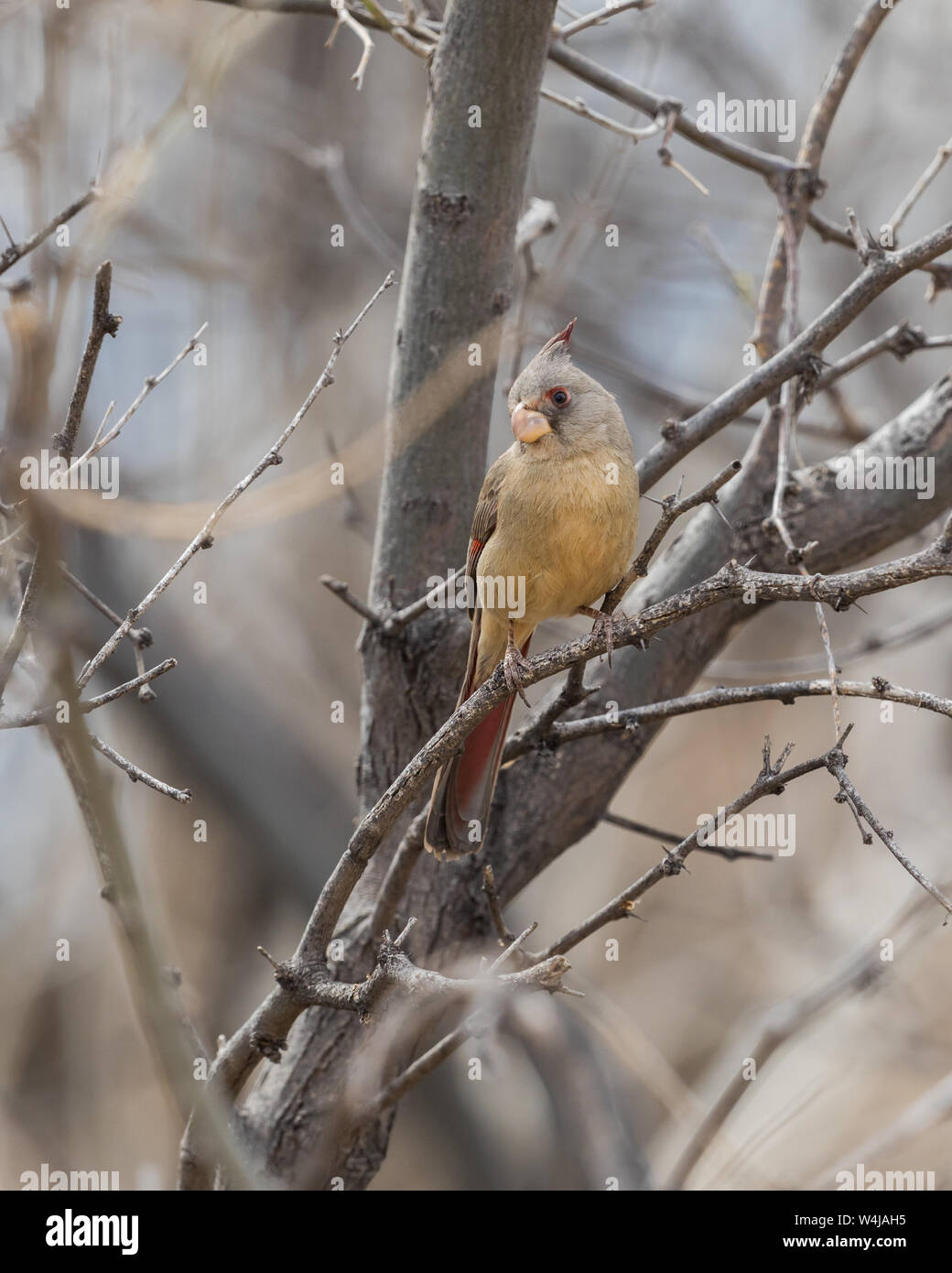 Female Pyrrhuloxia Desert Cardinal in Arizona Stock Photo - Alamy