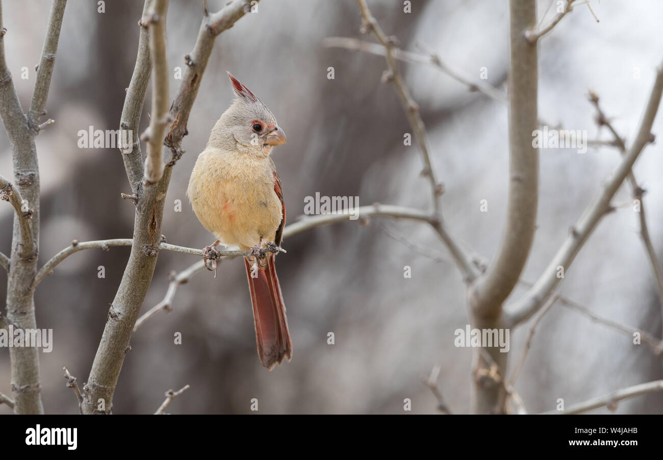 Female Pyrrhuloxia Desert Cardinal in Arizona Stock Photo - Alamy