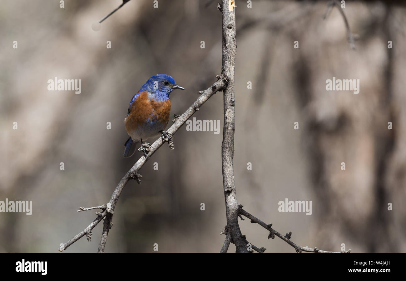 Western songbird hi-res stock photography and images - Alamy