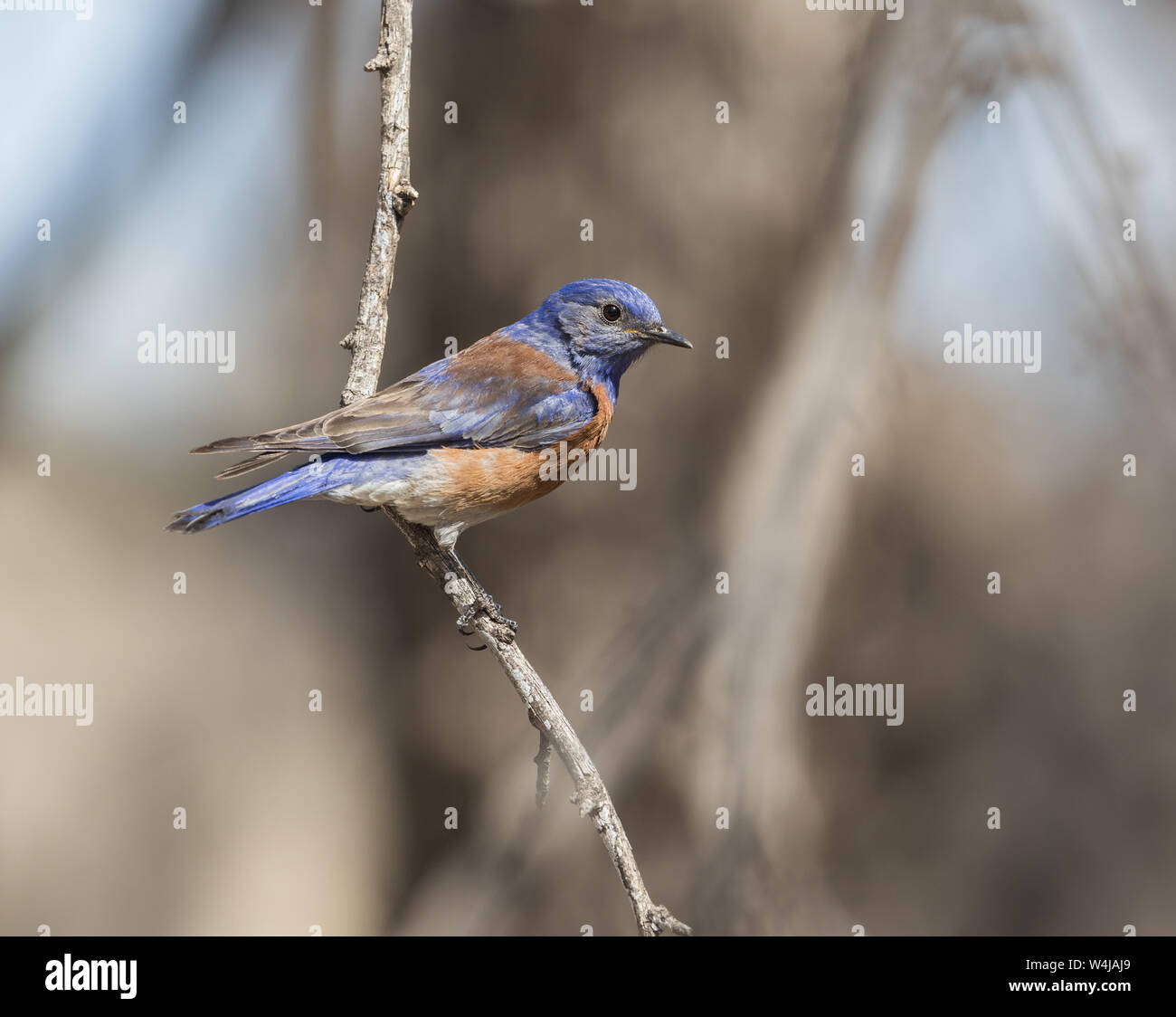 Western Bluebird in Arizona Stock Photo - Alamy