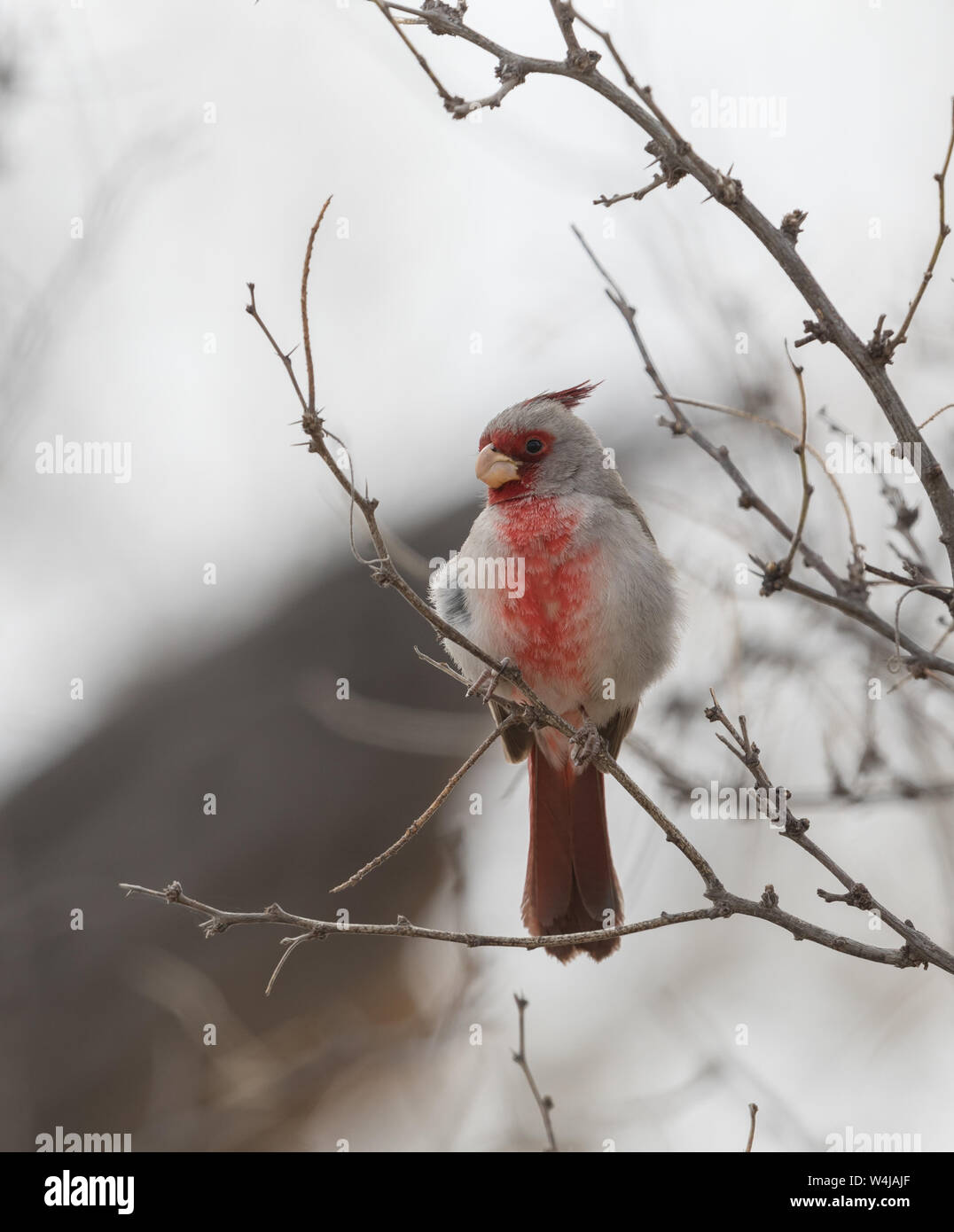 Desert Cardinal High Resolution Stock Photography and Images - Alamy