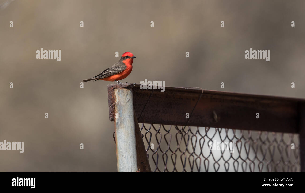 Scarlet flycatcher hi-res stock photography and images - Alamy