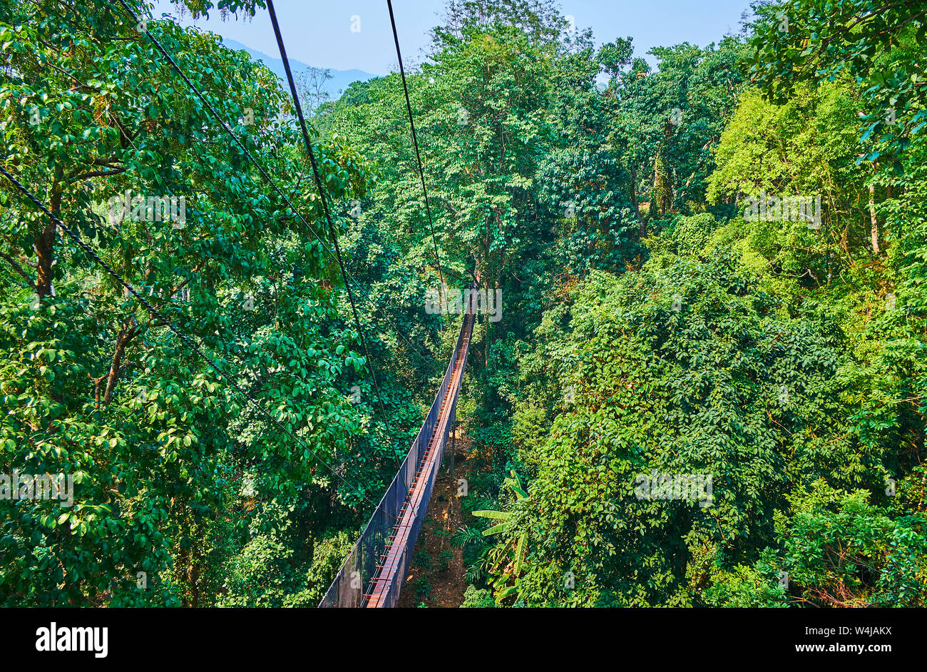 Aerial view of the deep tropical rainforest and long suspension bridges ...