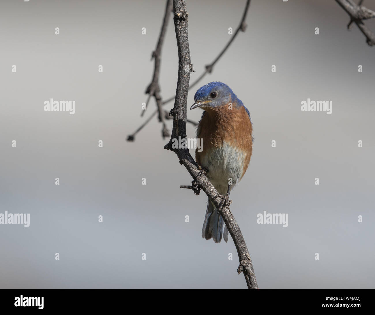 Azulejo animal hi-res stock photography and images - Alamy