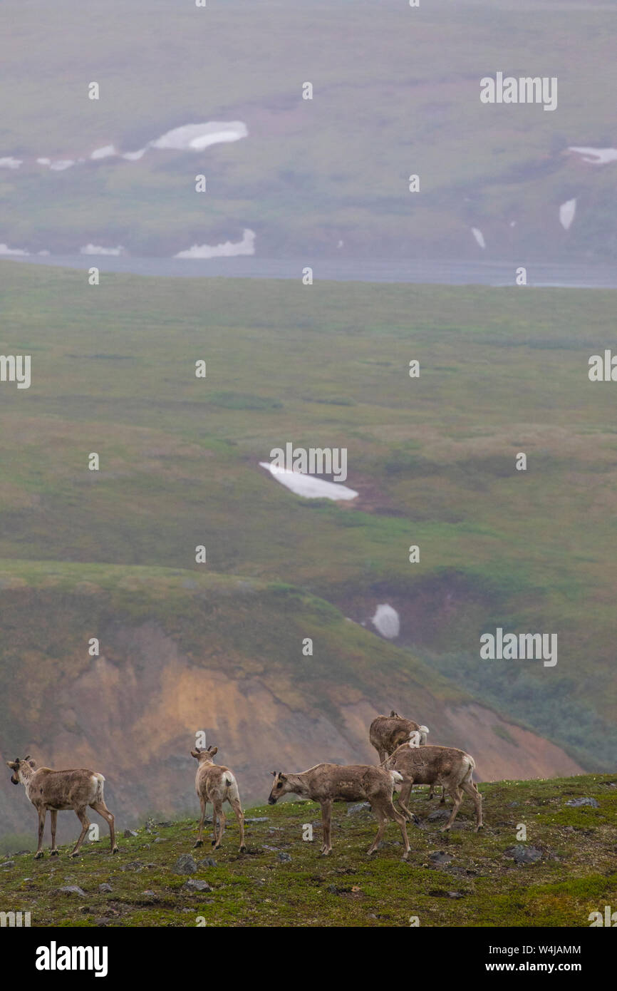 Caribou photo hi-res stock photography and images - Alamy