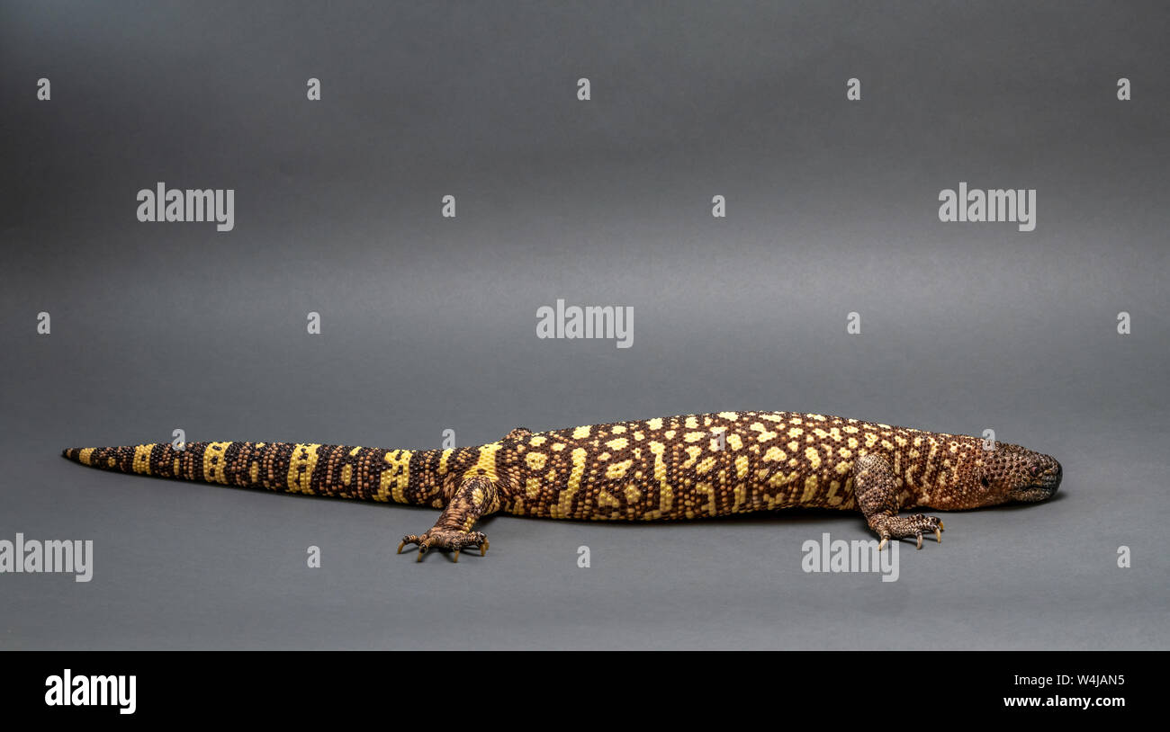 Mexican Beaded Lizard Heloderma horridum on white background Stock ...