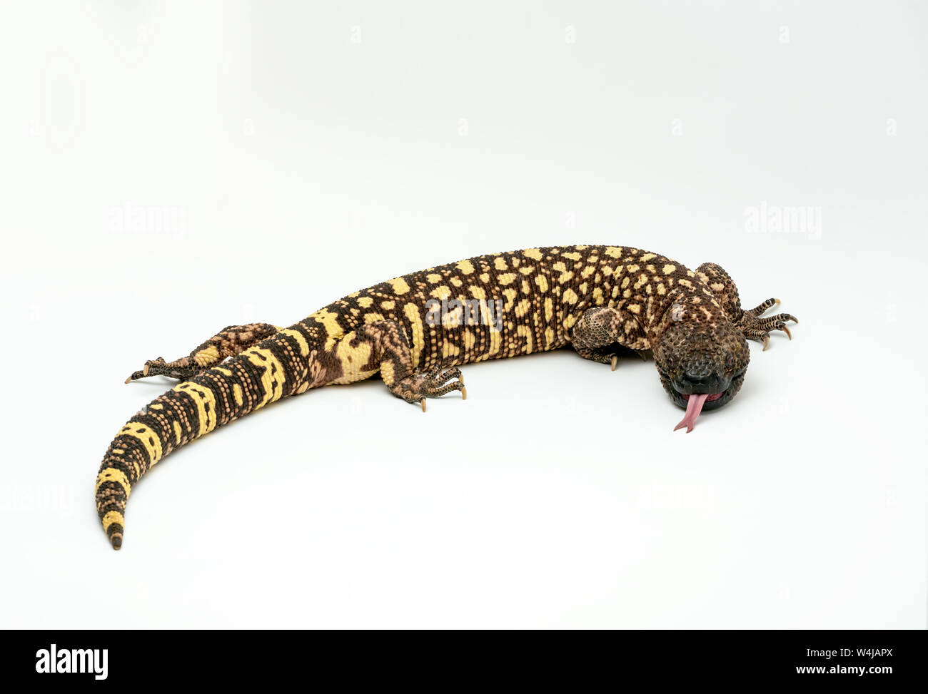 Mexican Beaded Lizard Heloderma horridum on white background Stock ...