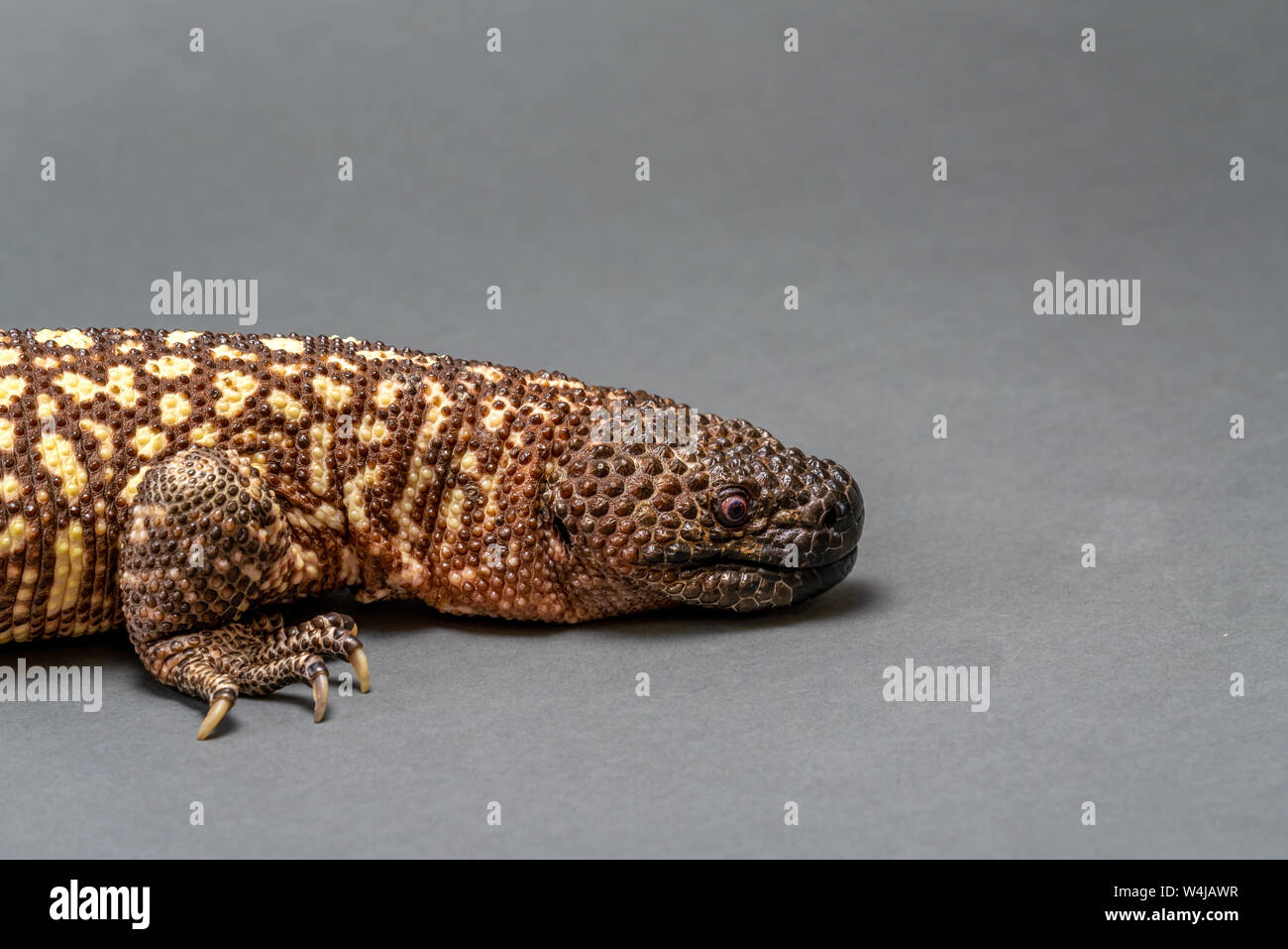 Mexican Beaded Lizard Heloderma horridum on white background Stock ...