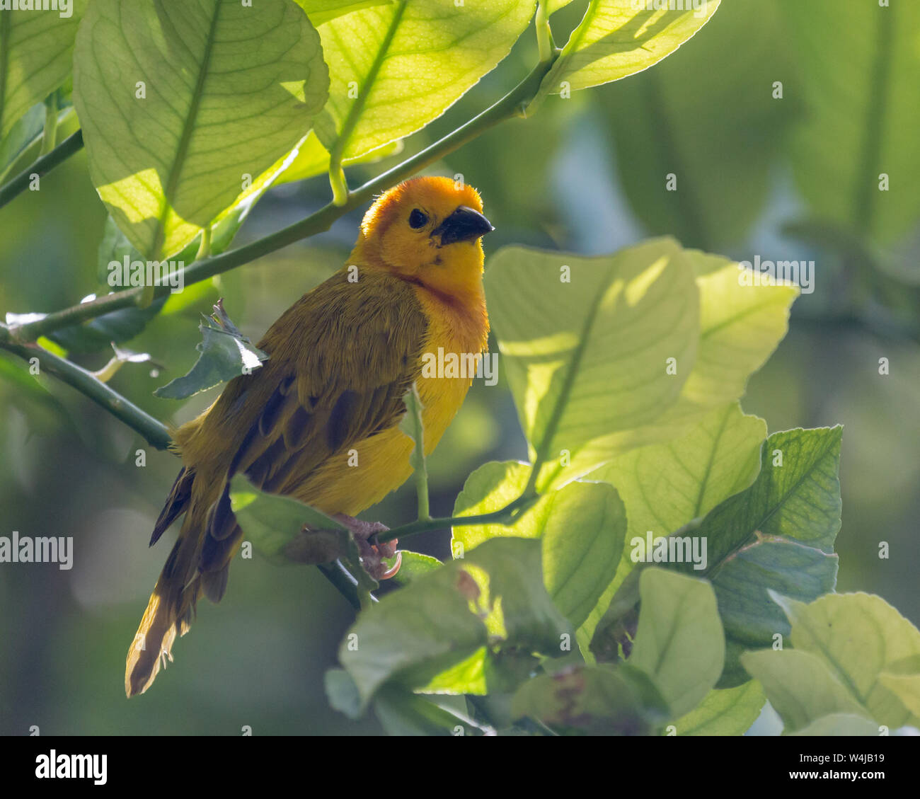 Taveta Golden Weaver Stock Photo - Alamy