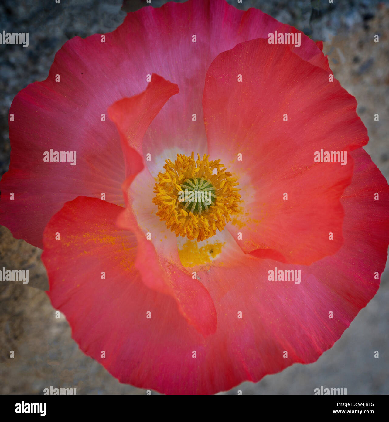 Canada poppy hi-res stock photography and images - Alamy