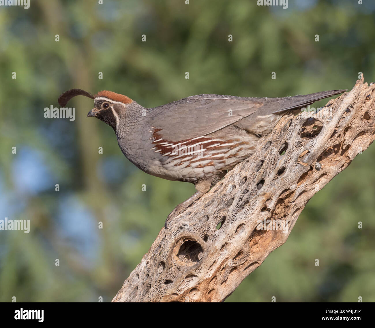 Gambels Quail Male Perched High Resolution Stock Photography and Images ...