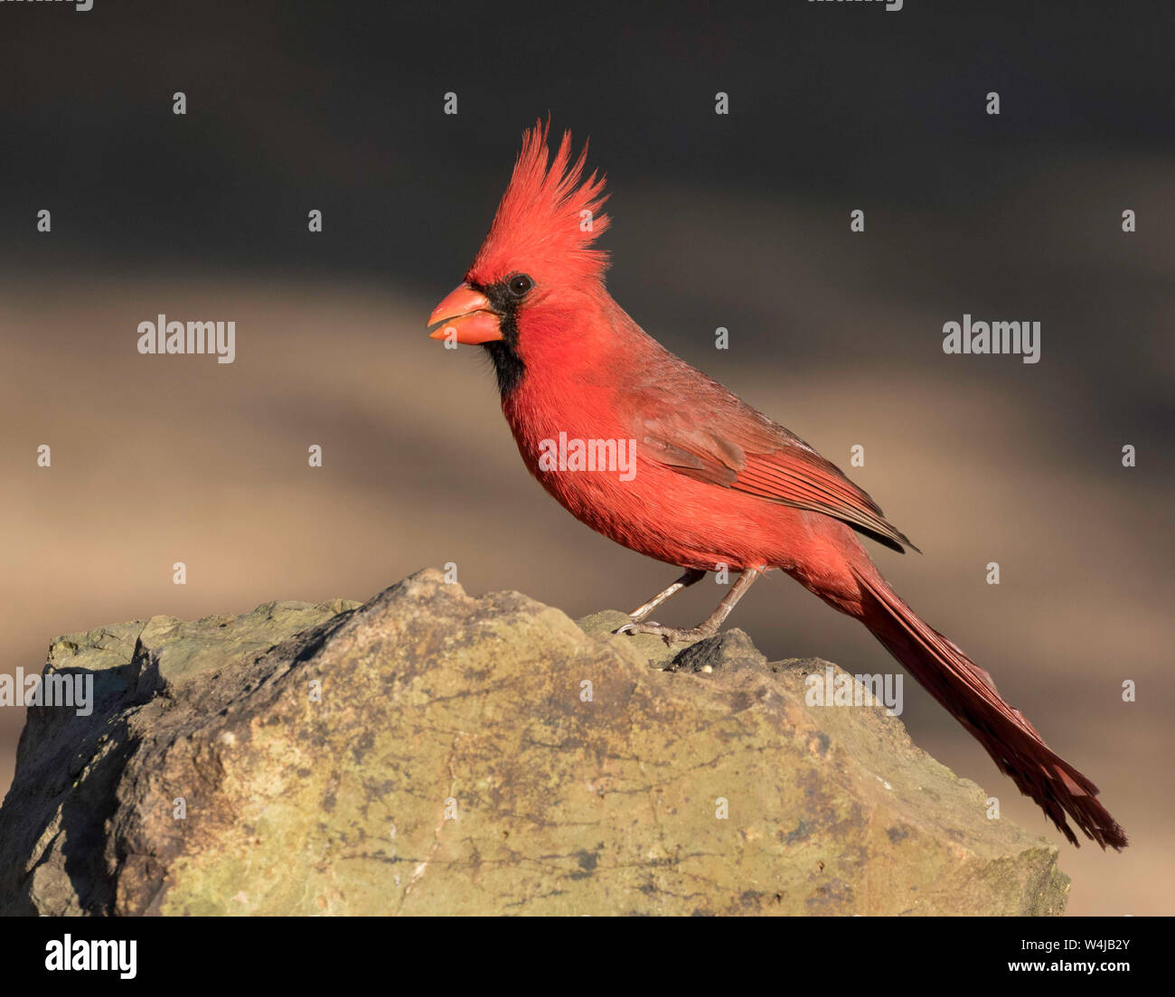 Male Northern Cardinal in Arizona Stock Photo - Alamy