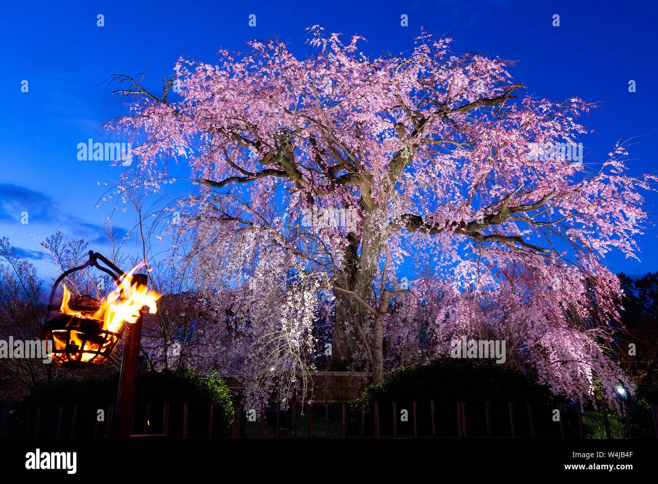 The famous old cherry tree in full bloom at evening in the Maruyama ...