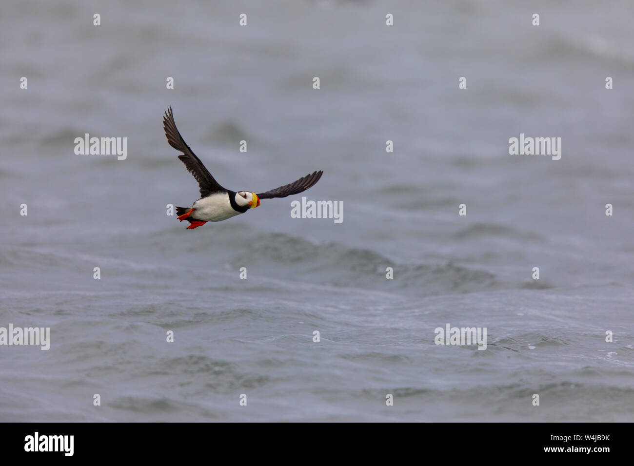 Flying horned puffin hi-res stock photography and images - Alamy