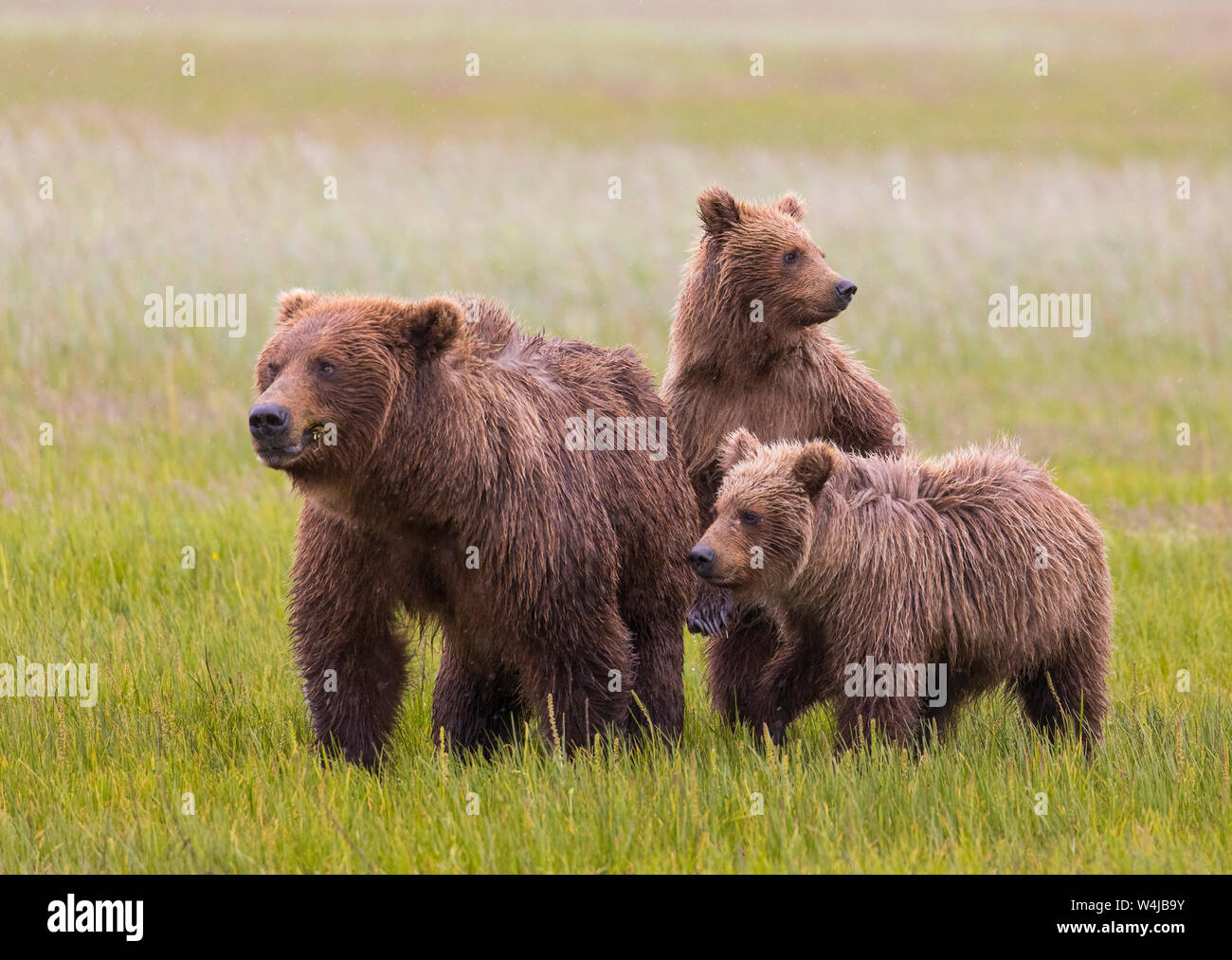 Grizzly Bear sow with cubs, Lake Clark National Park, Alaska Stock ...