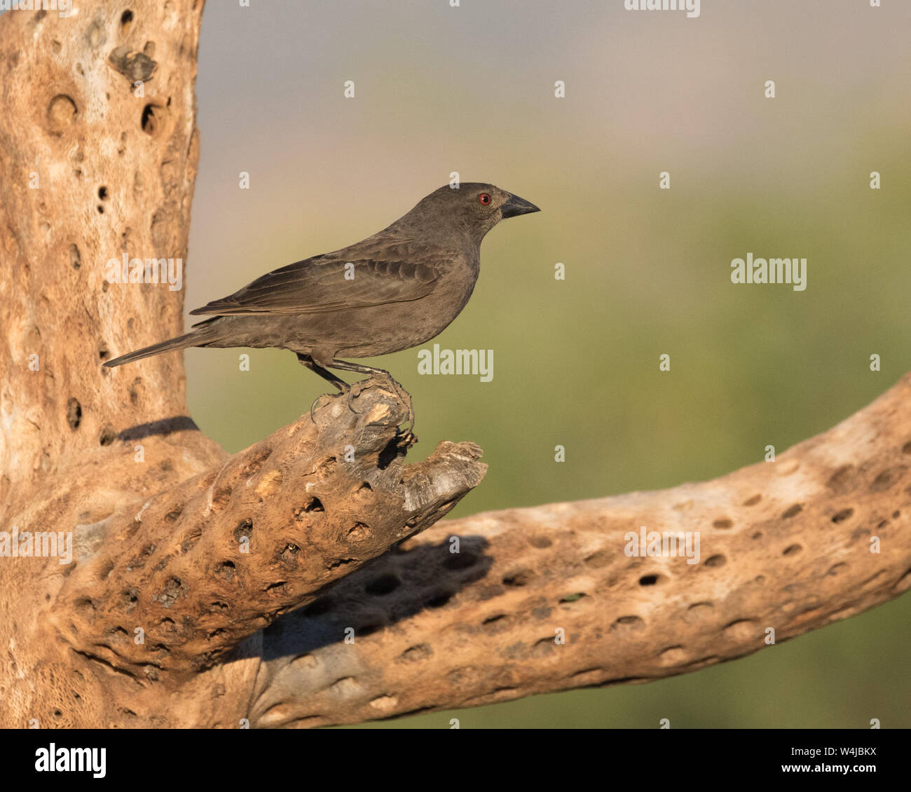Saguaro cactus animal hi-res stock photography and images - Alamy