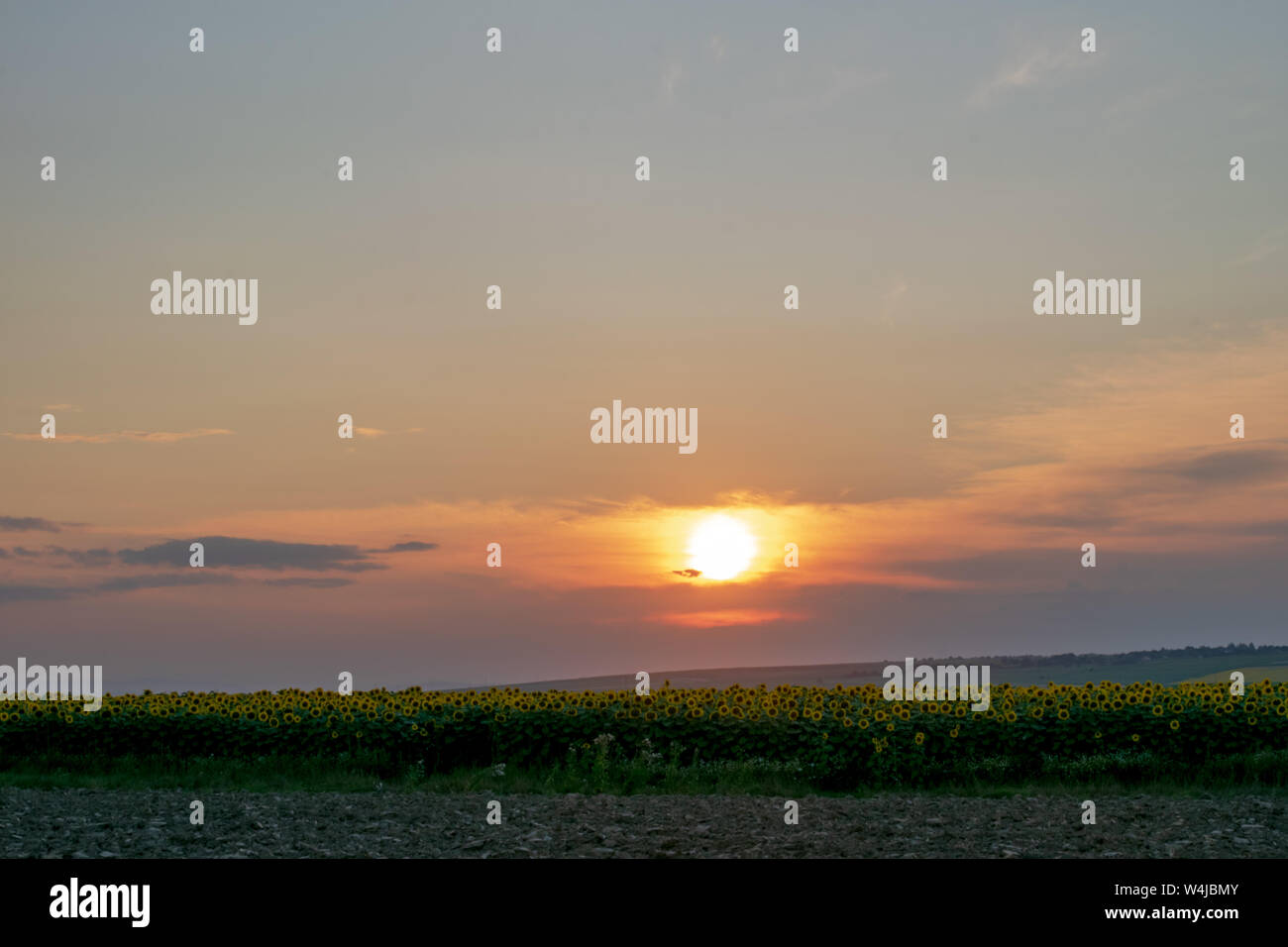 Sun shining over wheat field agriculture hi-res stock photography and ...