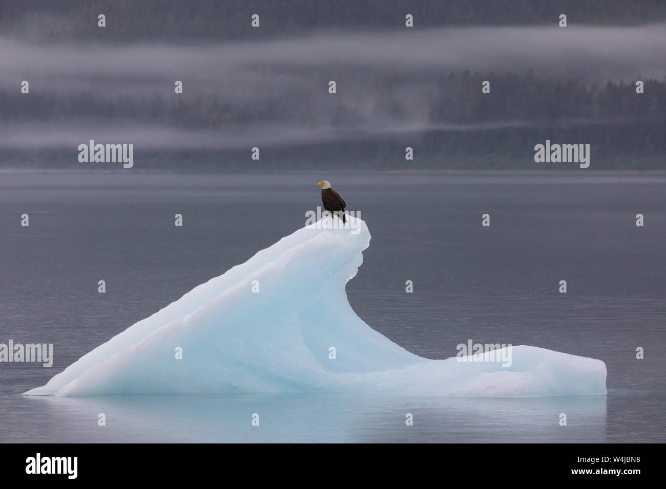Southeast alaska bald eagle hi-res stock photography and images - Alamy