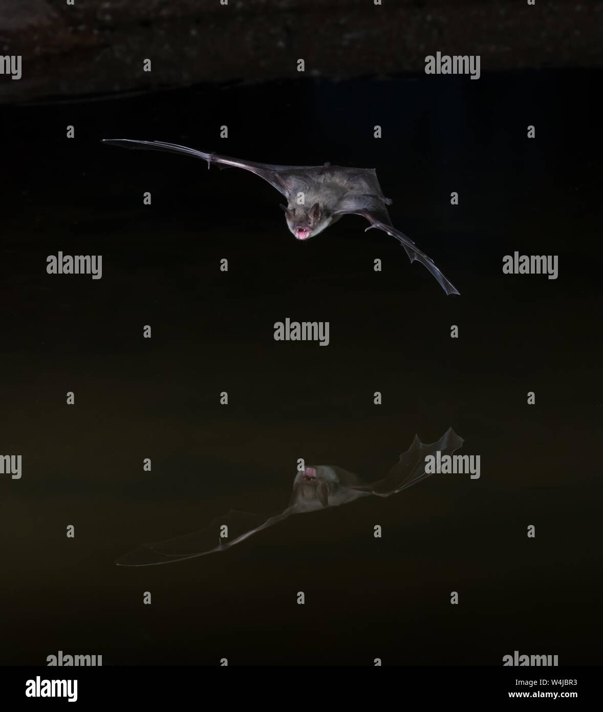 Western Pipistrelle or Canyon Bat Stock Photo - Alamy