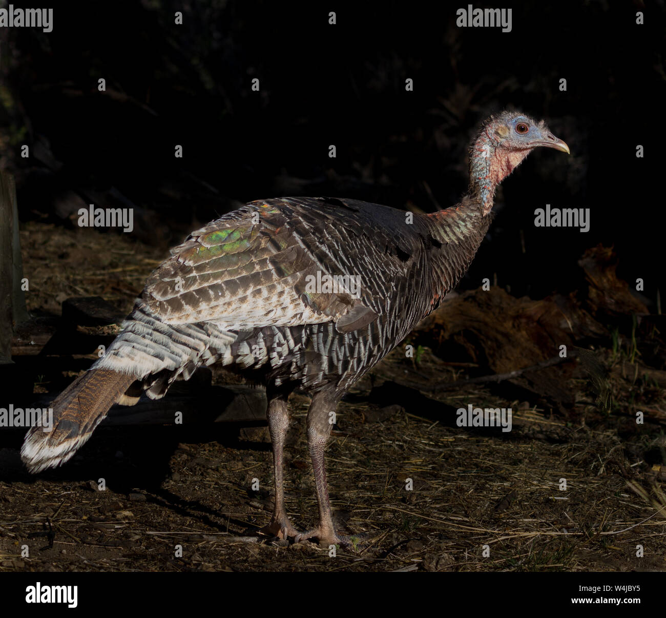 Female Wild Turkey in Arizona Stock Photo - Alamy